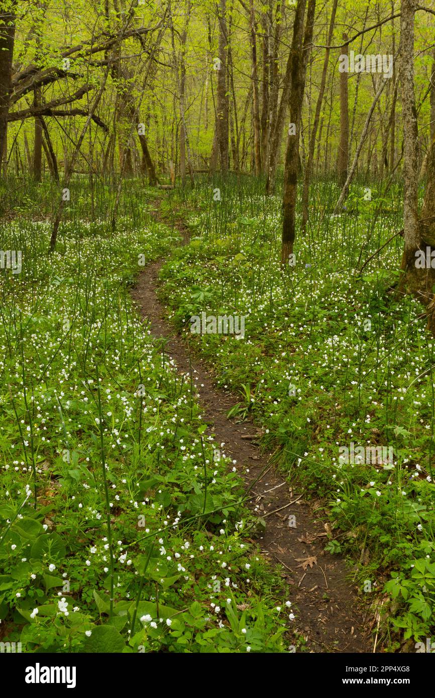 Spring woods minnesota hi-res stock photography and images - Alamy