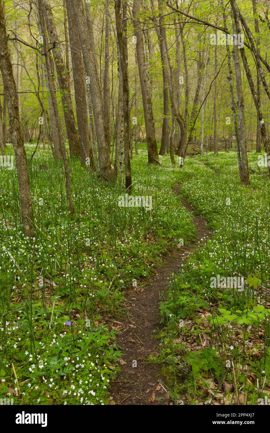 A narrow hiking trail in the woods during spring Stock Photo - Alamy