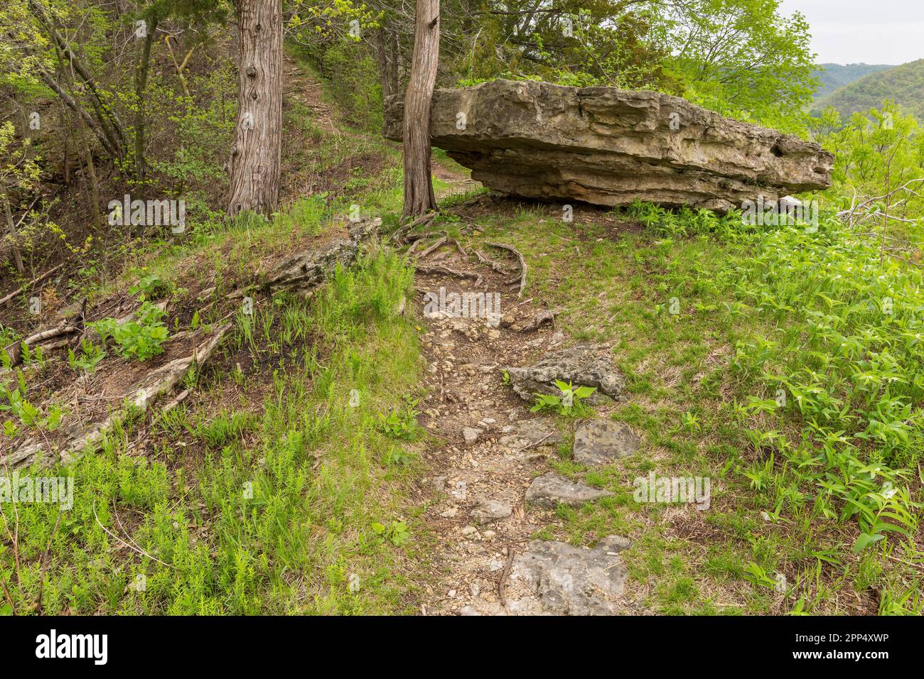 A rugged hiking trail in the woods during spring Stock Photo - Alamy