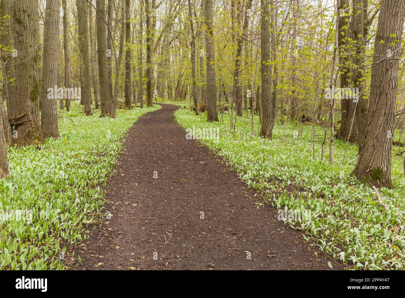 A hiking trail in the woods during spring Stock Photo - Alamy