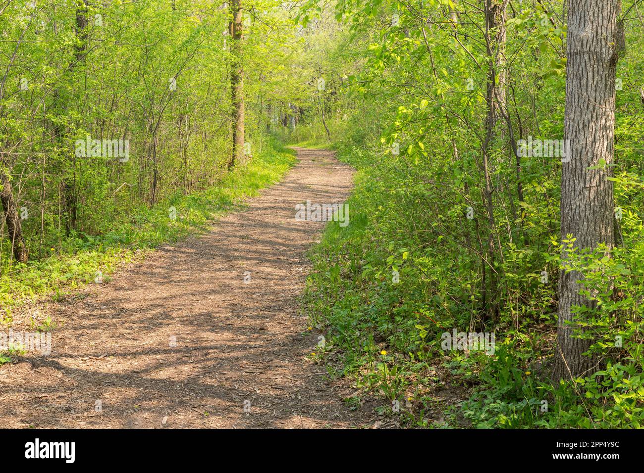 Trail in the woods hi-res stock photography and images - Alamy