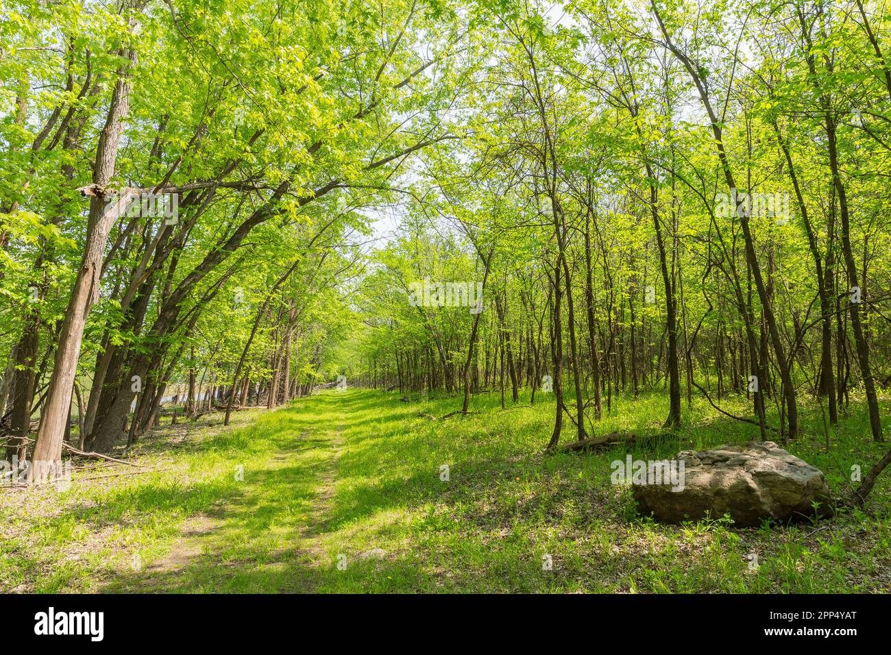 Grassy woods hi-res stock photography and images - Alamy