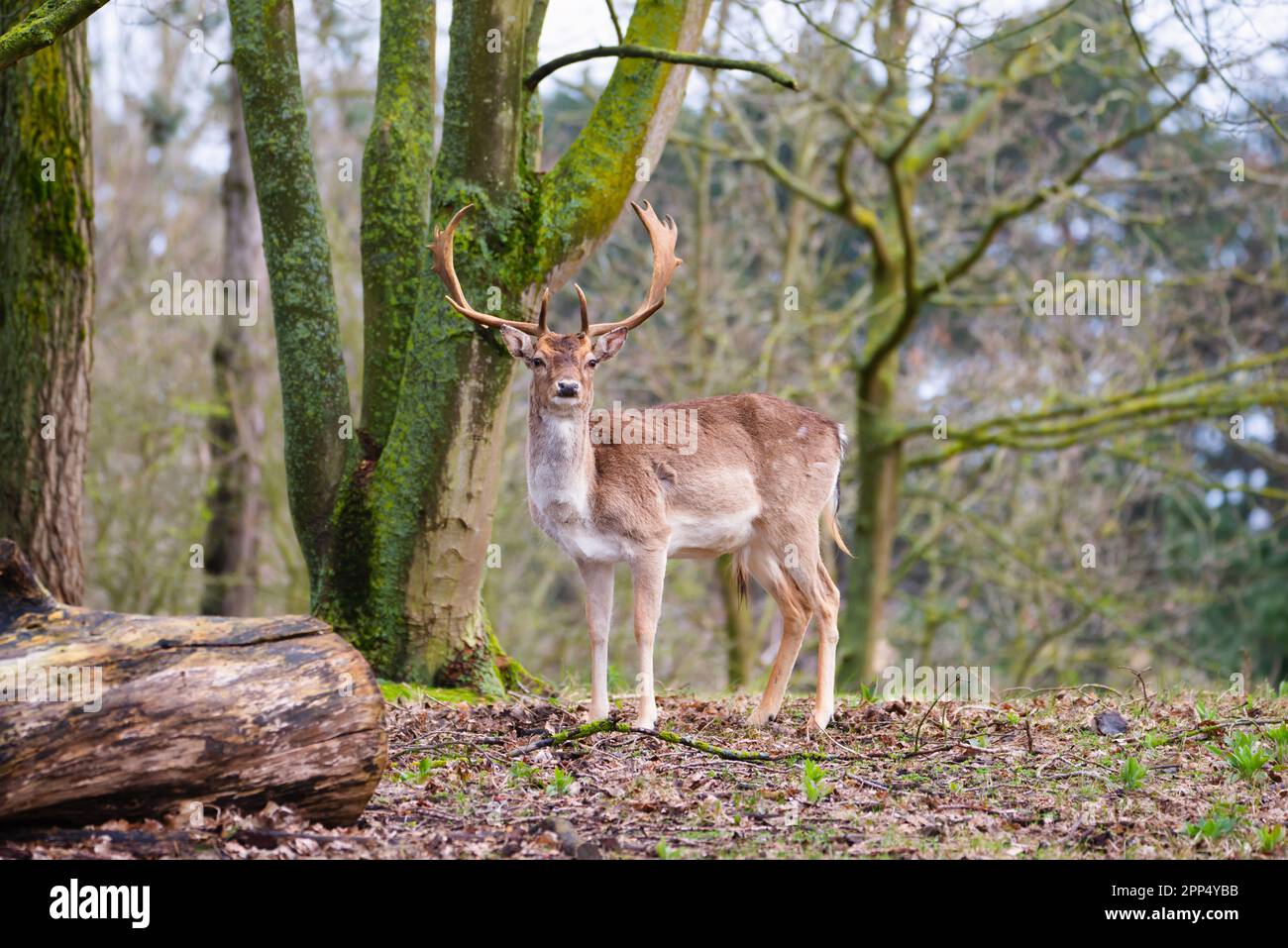 Red deer stag with antlers in spring, forest of Amsterdamse ...