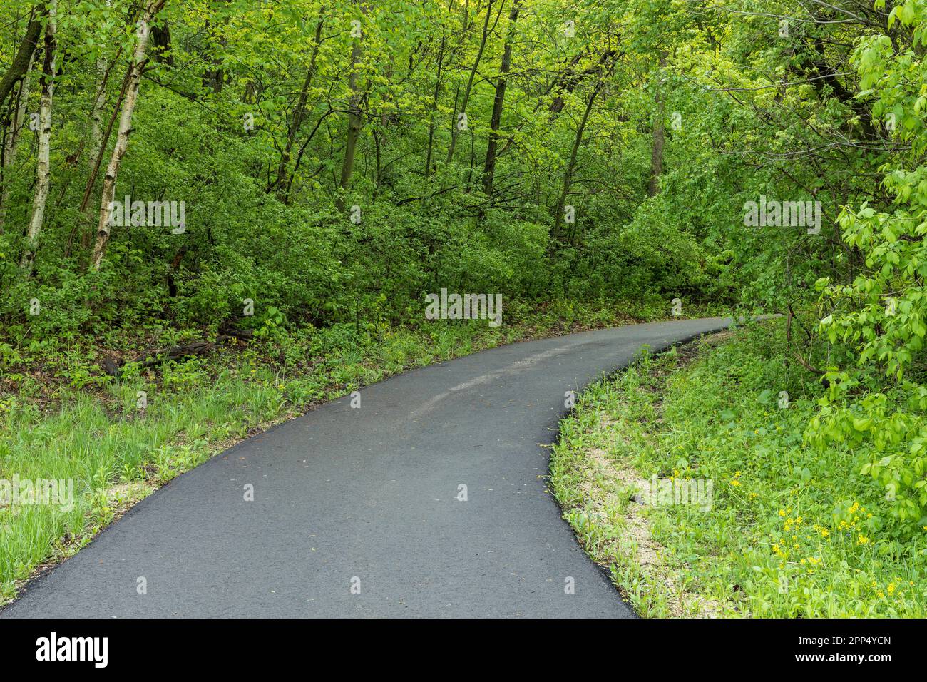 A hiking and bike trail in the woods during spring Stock Photo - Alamy