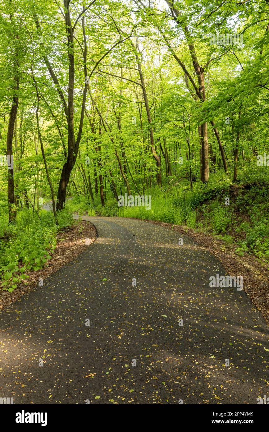 A hiking and bike trail in the woods during spring Stock Photo - Alamy