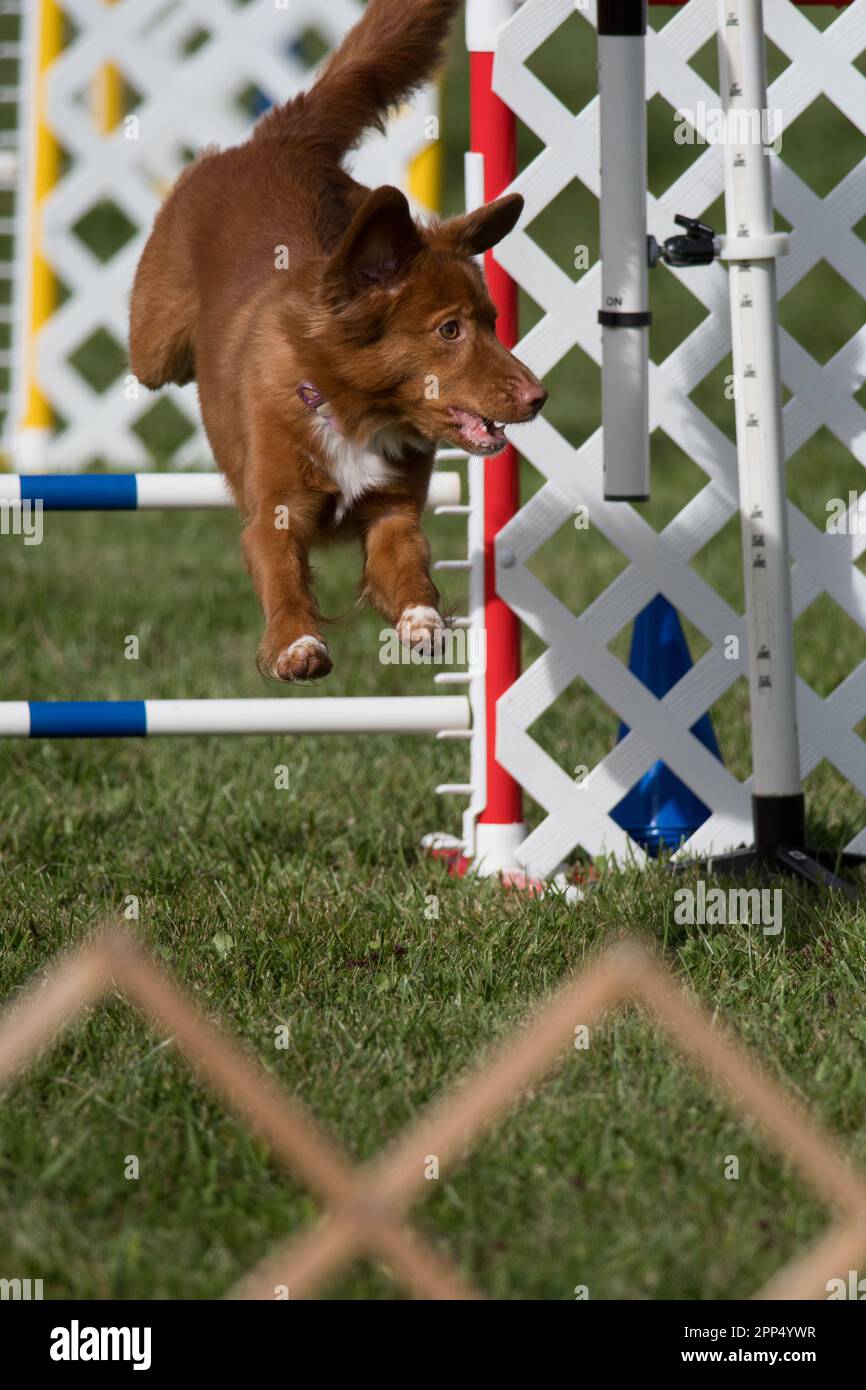 Nova Scotia Duck-Tolling Retriever jumping over a hurdle in an agility ...