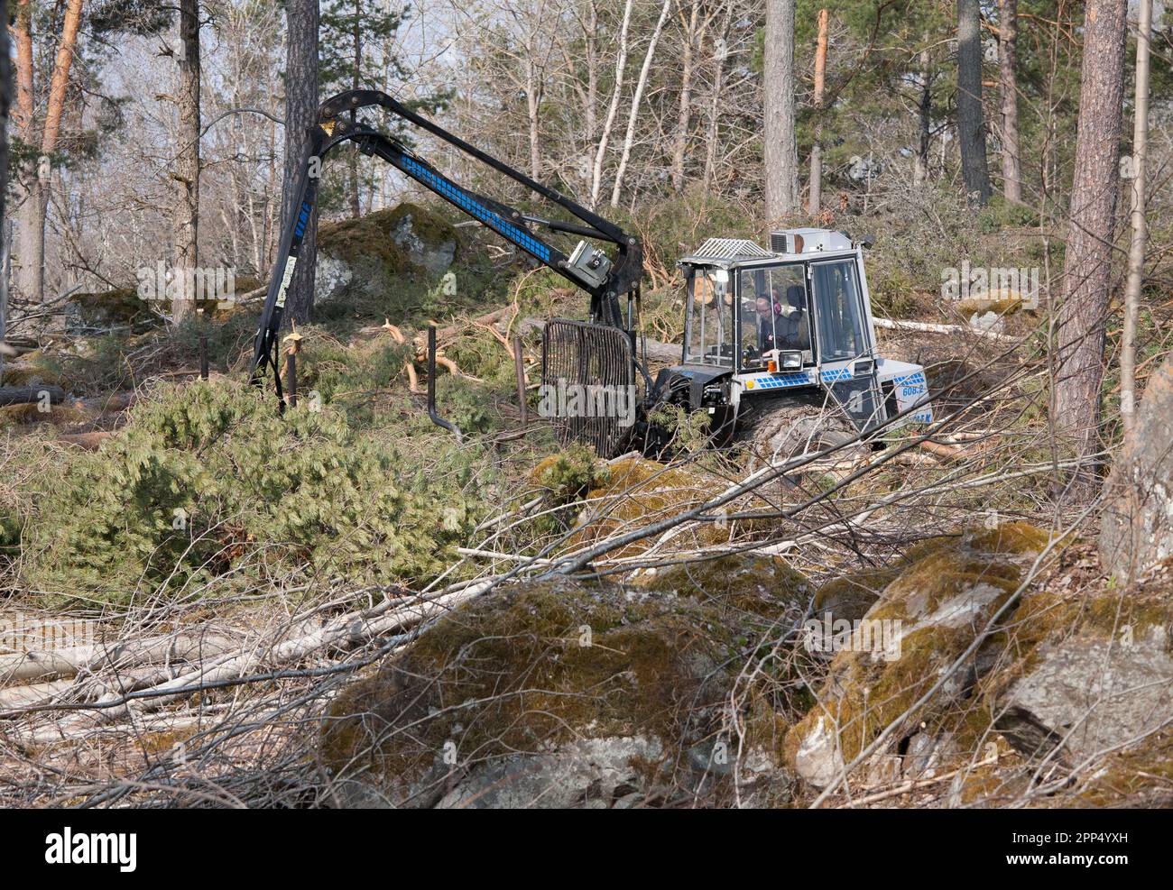 FORWARDER loads and carries tree trunk out from the felling Stock Photo ...