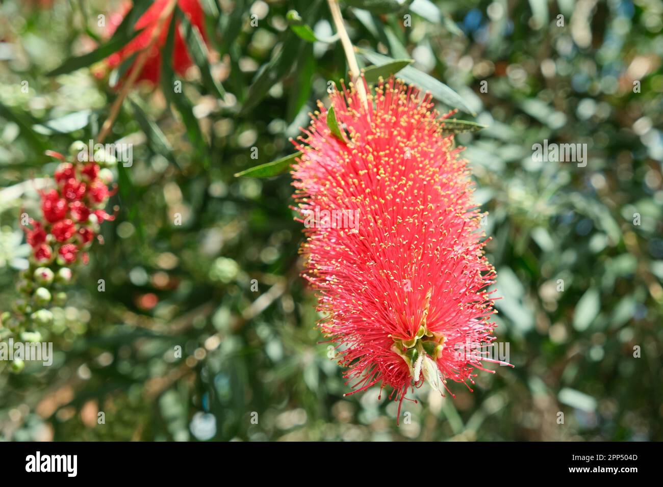 Beautiful Crimson Bottlebrush blossoms on a tree. Lemon bottlebrush ...