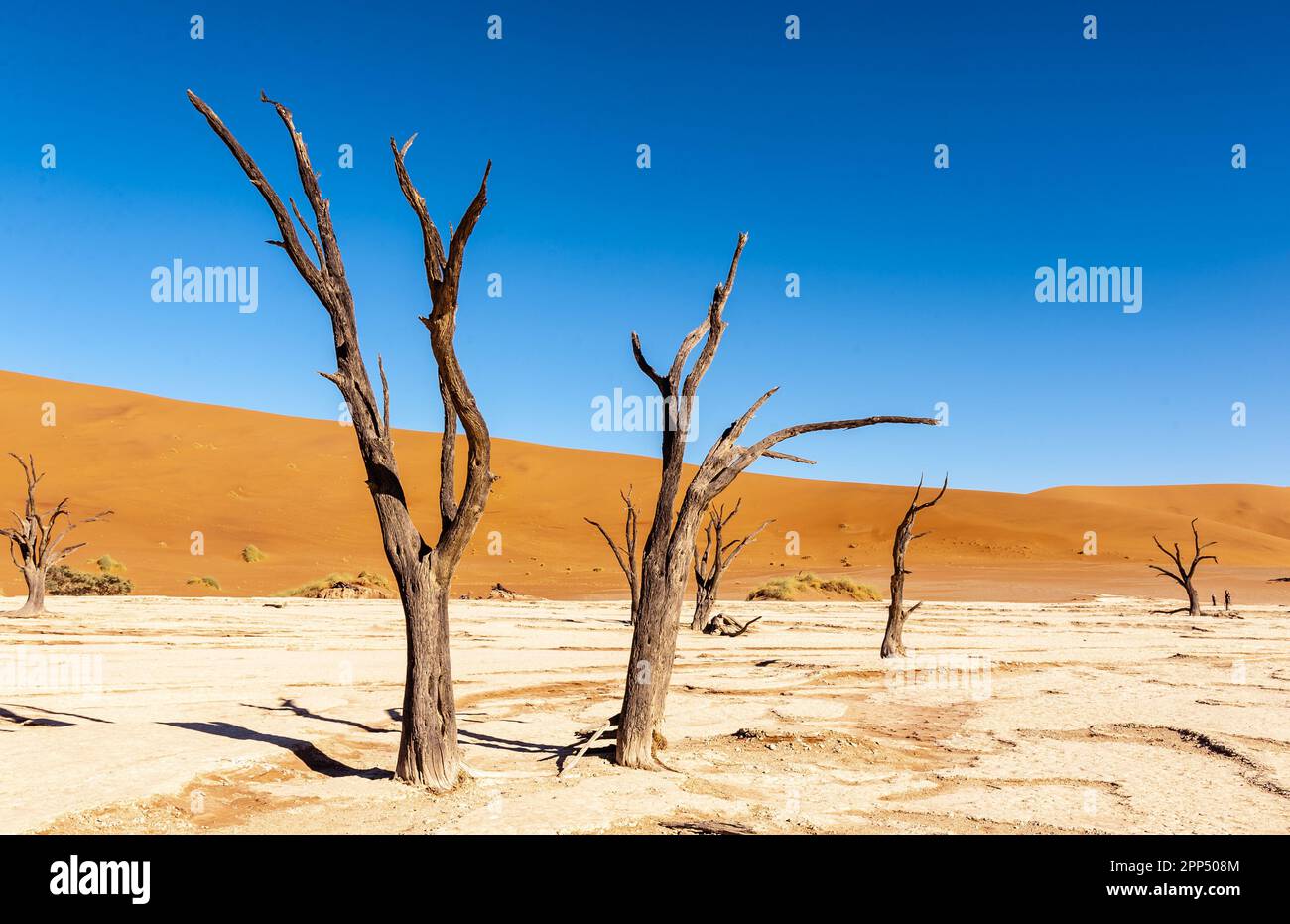 Landscape shot of the iconic dead trees of the Namibian deadvlei area ...