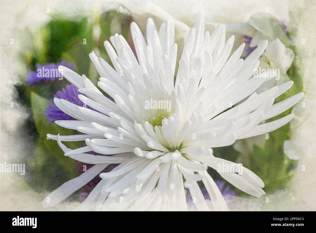 Digital watercolour painting of white Aster flowers in bloom with a ...