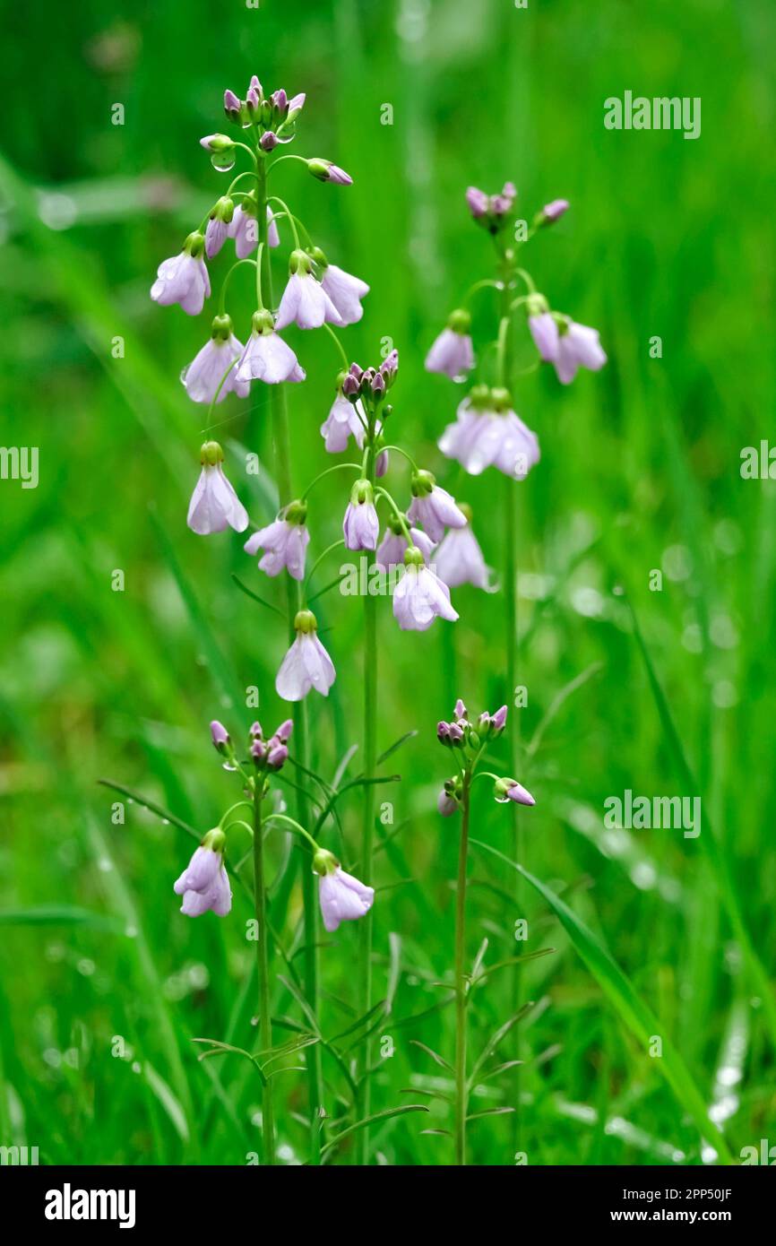 Cuckoo flower (Cardamine pratensis), spring, Germany Stock Photo - Alamy