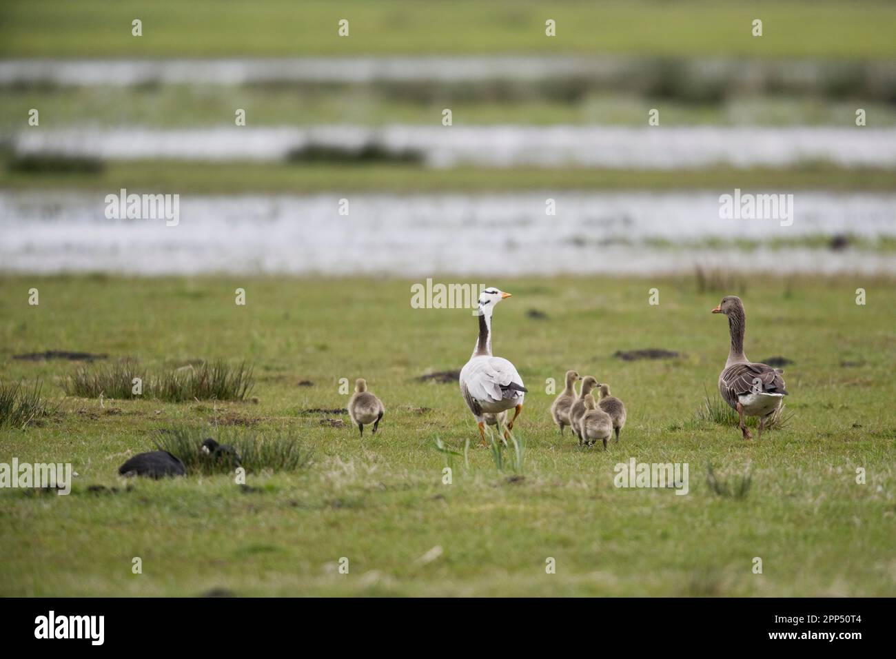 Indian goose hi-res stock photography and images - Alamy