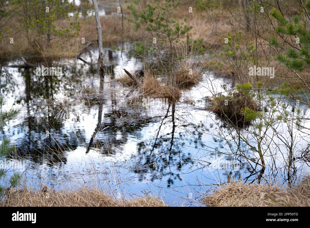 Pietzmoor, moorland watercourse with water feature, Lueneburg Heath ...