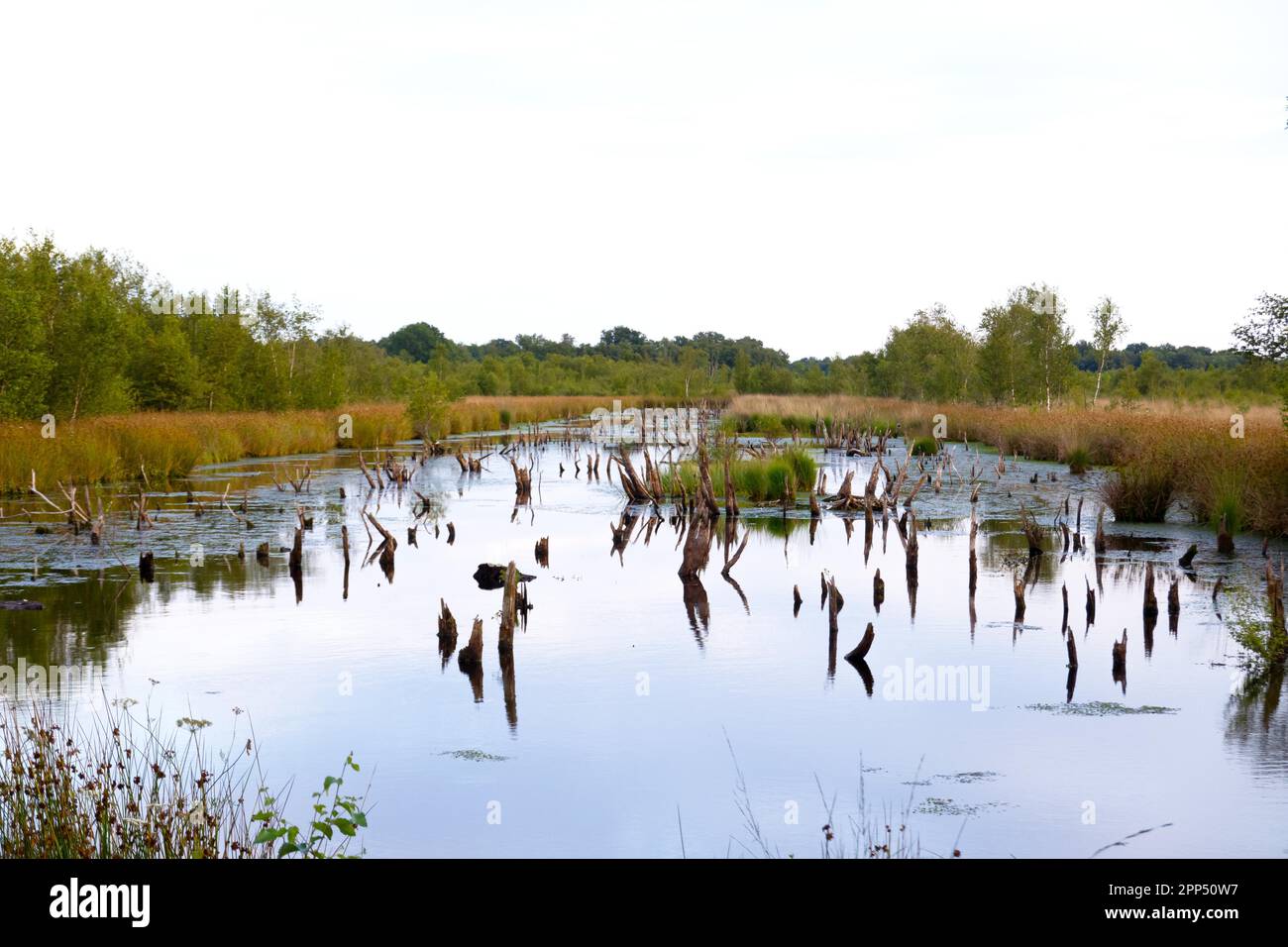 Bargerveen nature reserve, dead trees on rewetted bog, Bourtanger Moor ...
