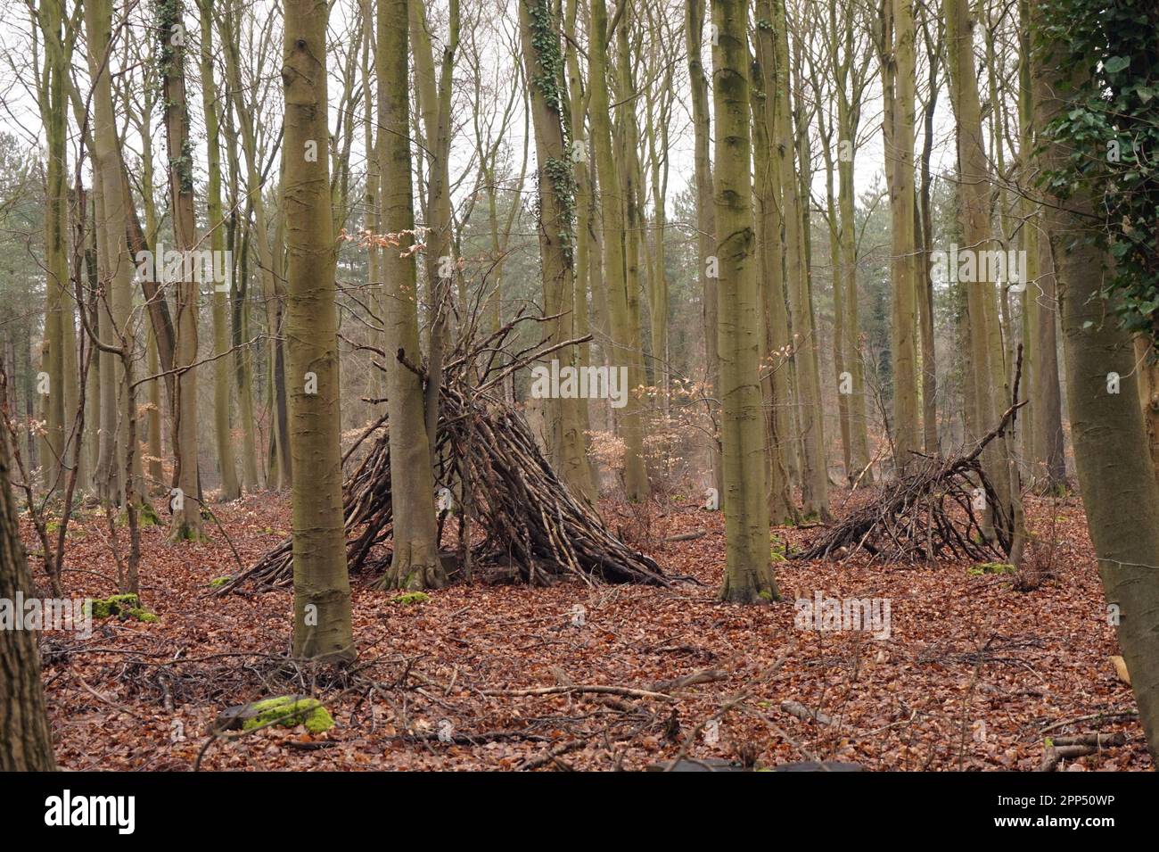 Dens made from branches in Thetford Forest, Norfolk, UK Stock Photo - Alamy