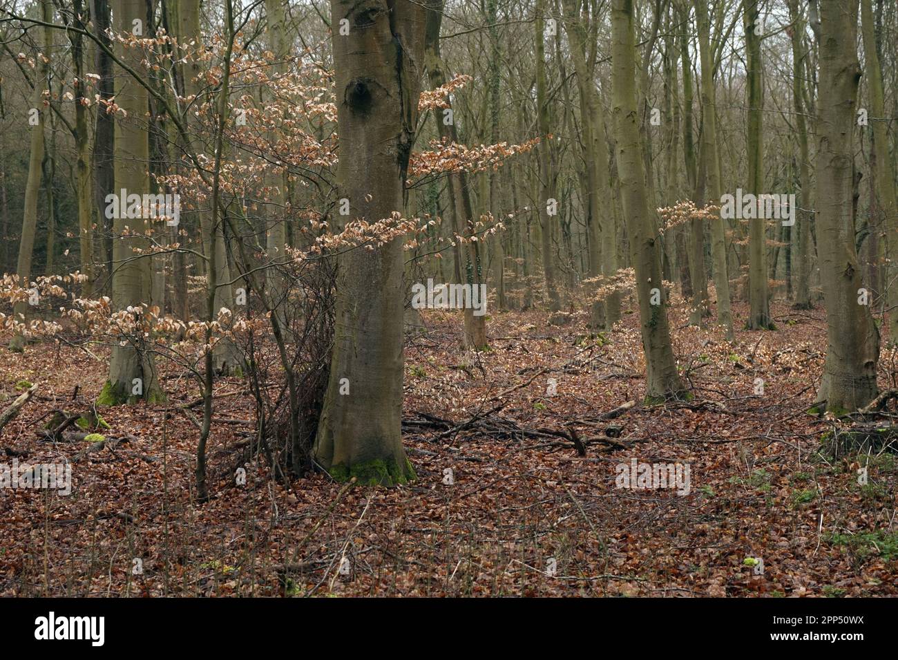 Thetford Forest, Norfolk, UK Stock Photo - Alamy
