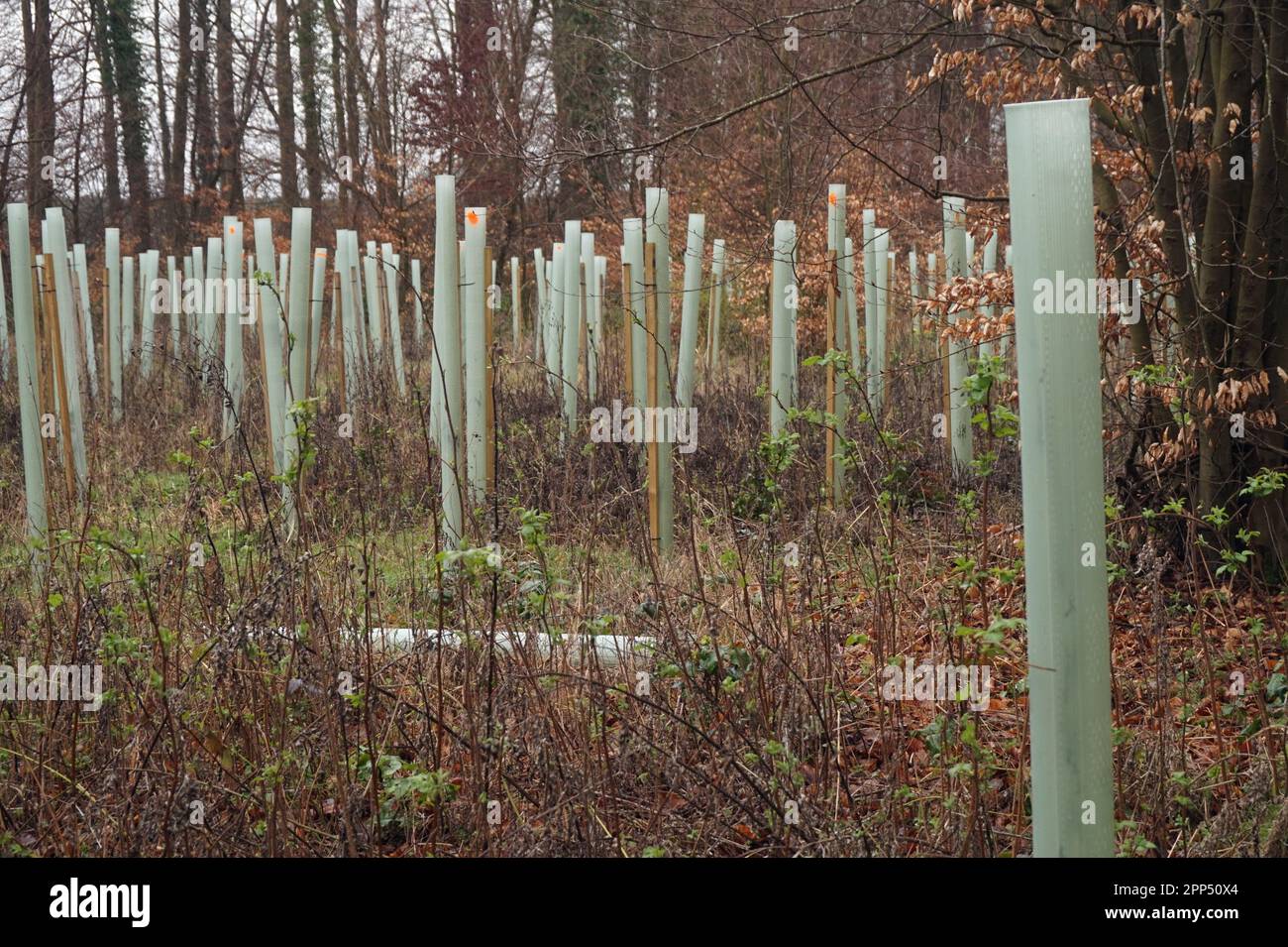 Saplings protected from deer and rabbits by tree guards in Thetford ...