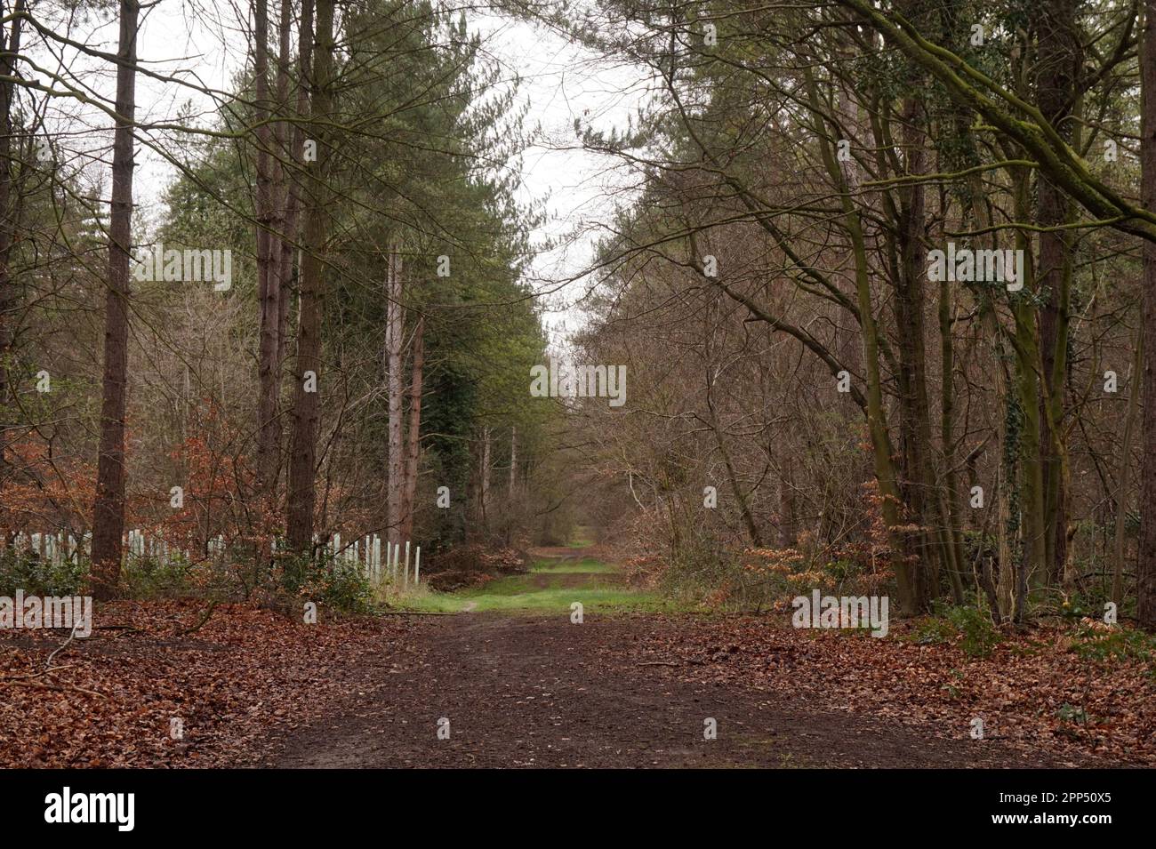 A firebreak in Thetford Forest with some saplings, Norfolk, UK Stock ...