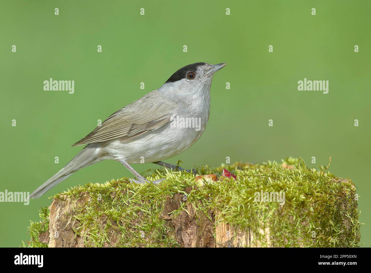 Blackcap (Sylvia atricapilla), male, eating apple pieces, sitting on ...