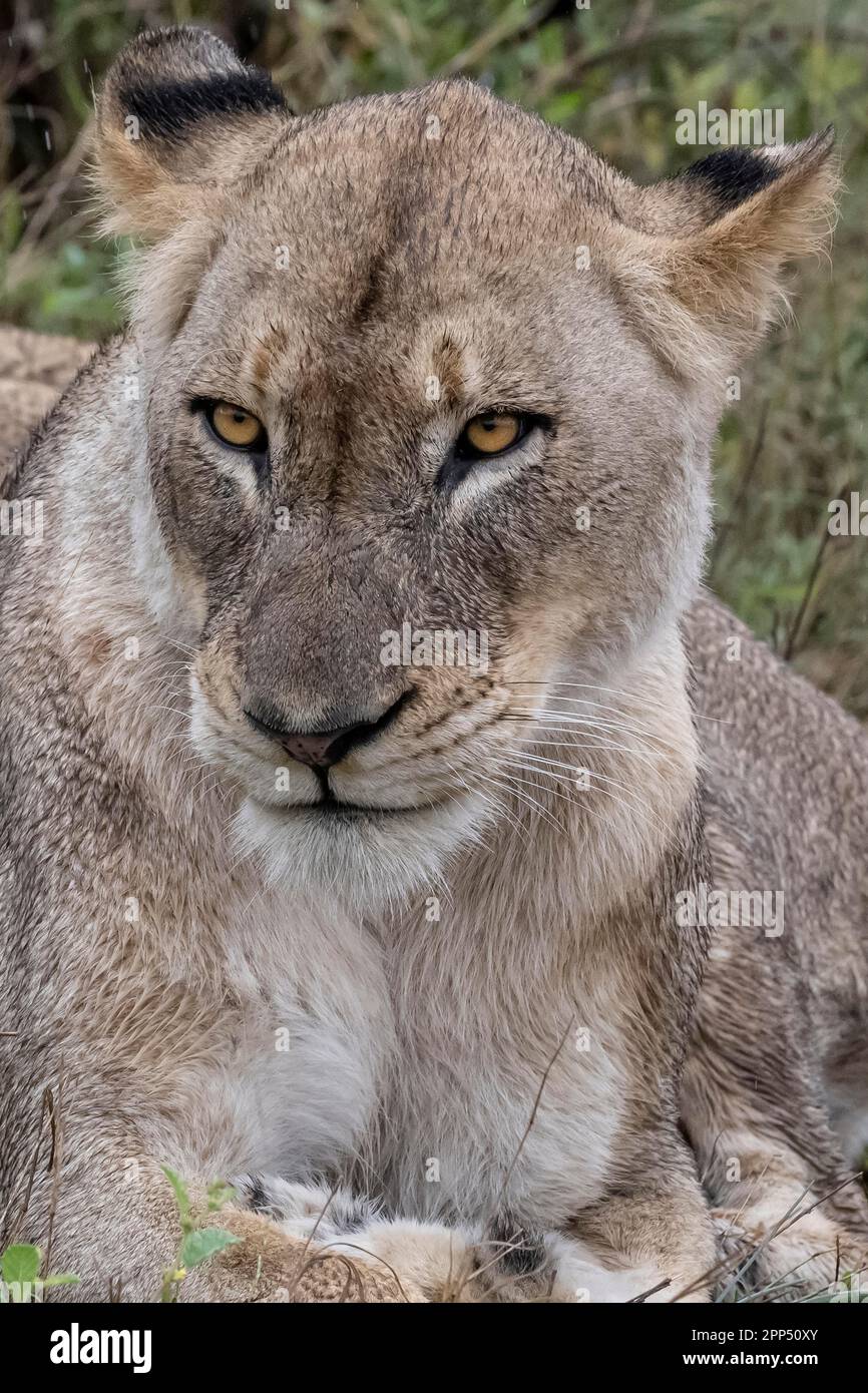 Lioness (Panthera leo), portrait Inyati Game Reserve, Kruger National ...