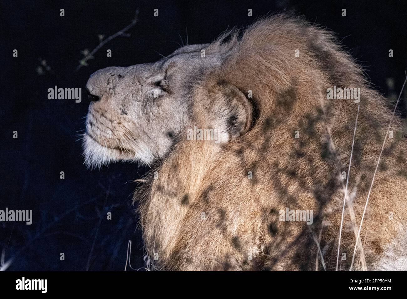 Lion (Panthera leo), Inyati Game Reserve, Kruger National Park ...