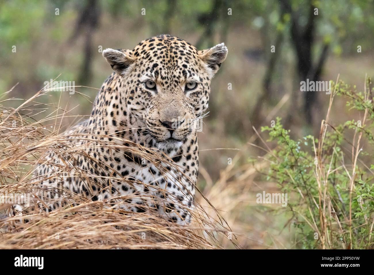 Leopard (Panthera pardus), male, Inyati Game Reserve, Kruger National ...