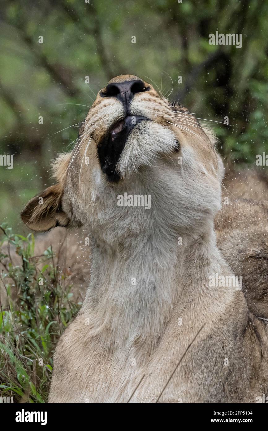 Lioness (Panthera leo), Inyati Game Reserve, Kruger National Park ...