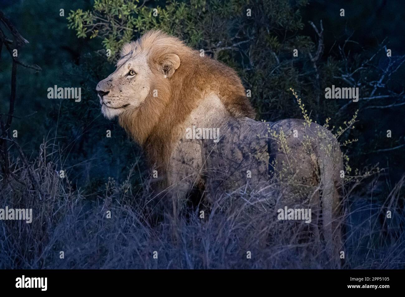 Lion (Panthera leo), Inyati Game Reserve, Kruger National Park ...