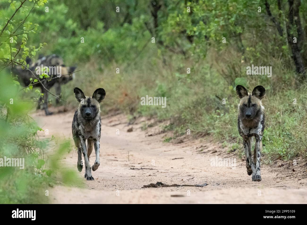 African wild dogs (Lycaon pictus), Inyati Game Reserve, Kruger National ...