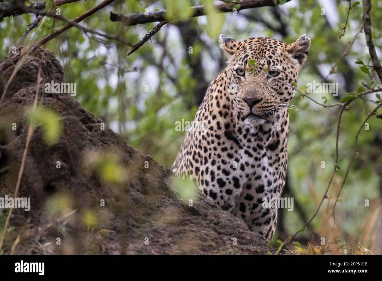 Leopard (Panthera pardus), male, Inyati Game Reserve, Kruger National ...