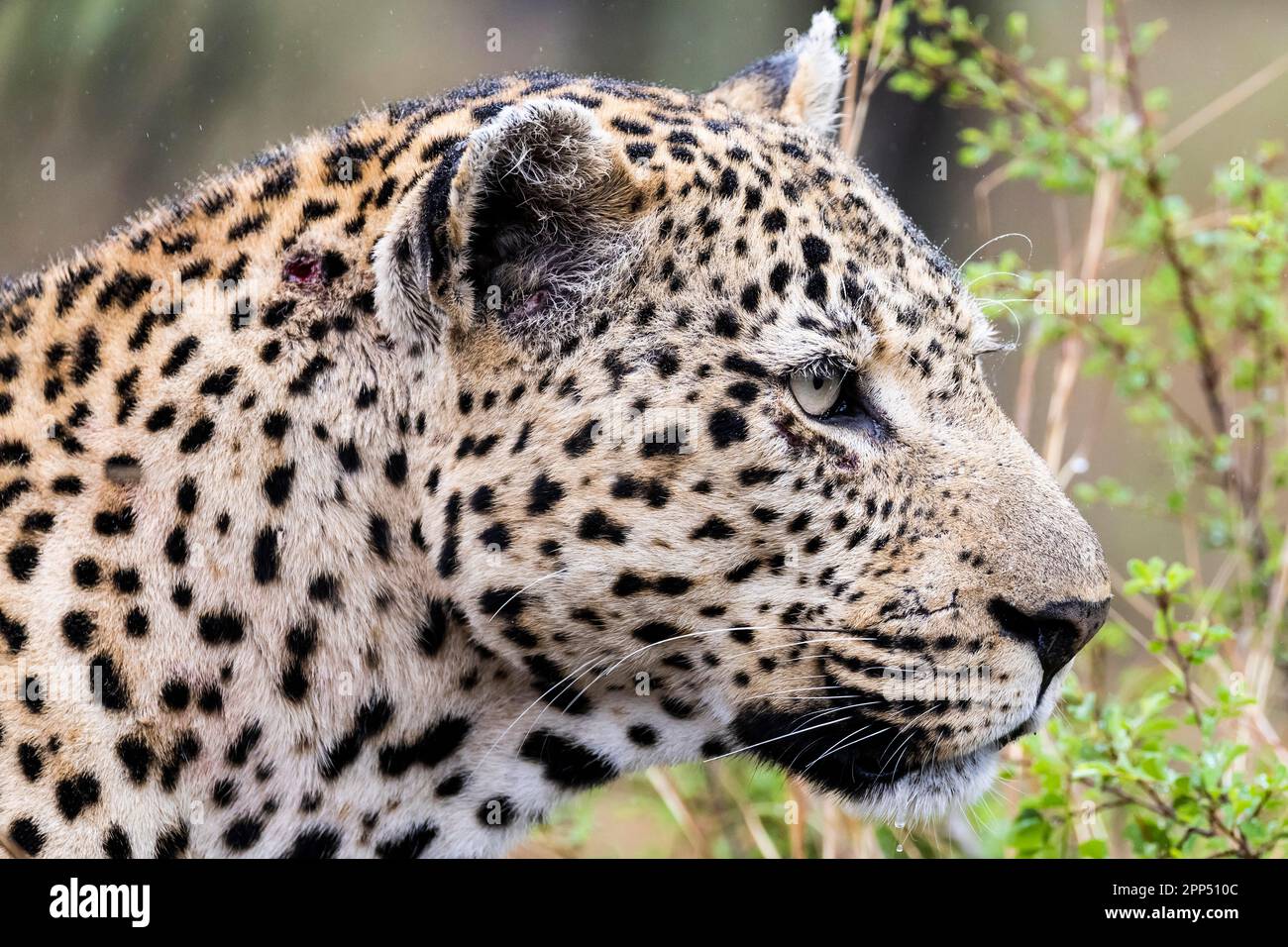 Leopard (Panthera pardus), male, Inyati Game Reserve, Kruger National ...