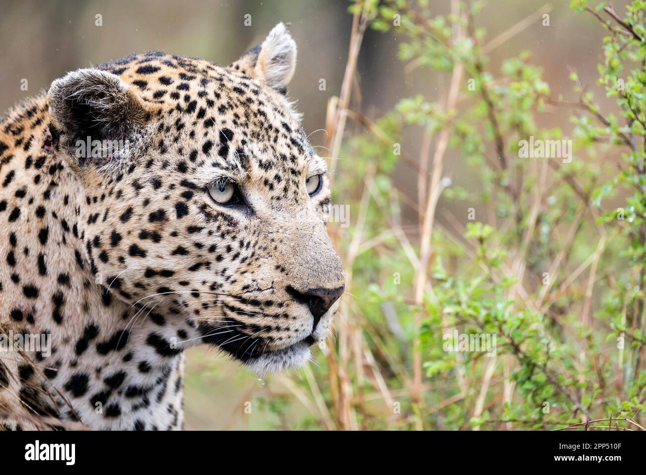 Leopard (Panthera pardus), male, Inyati Game Reserve, Kruger National ...