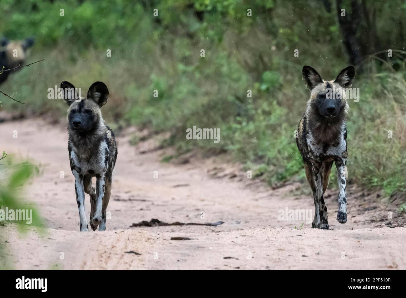 African wild dogs (Lycaon pictus), Inyati Game Reserve, Kruger National ...