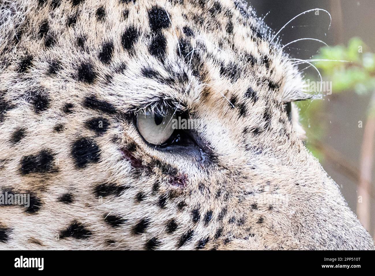 Leopard (Panthera pardus), male, Inyati Game Reserve, Kruger National ...