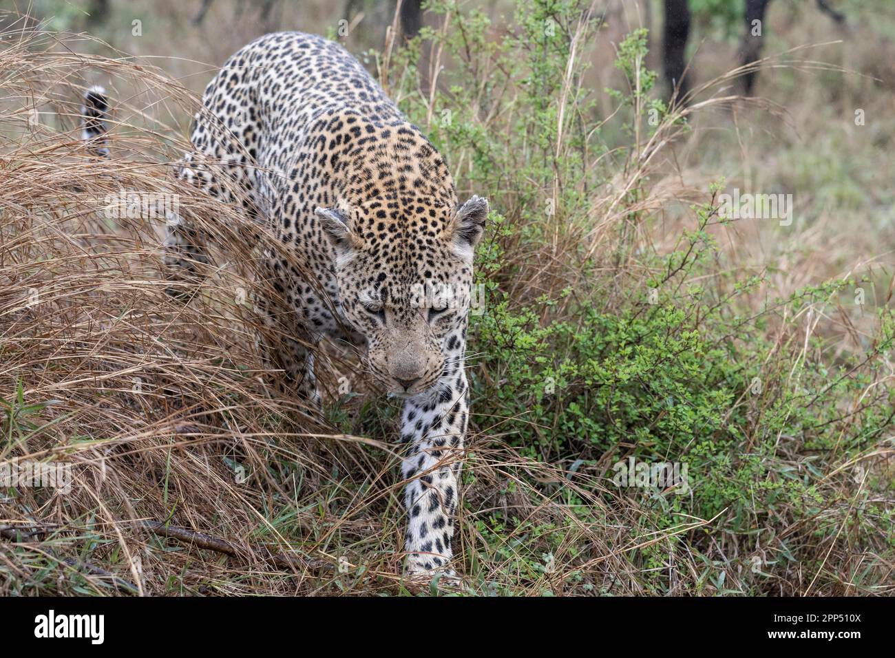 Leopard (Panthera pardus), male, Inyati Game Reserve, Kruger National ...