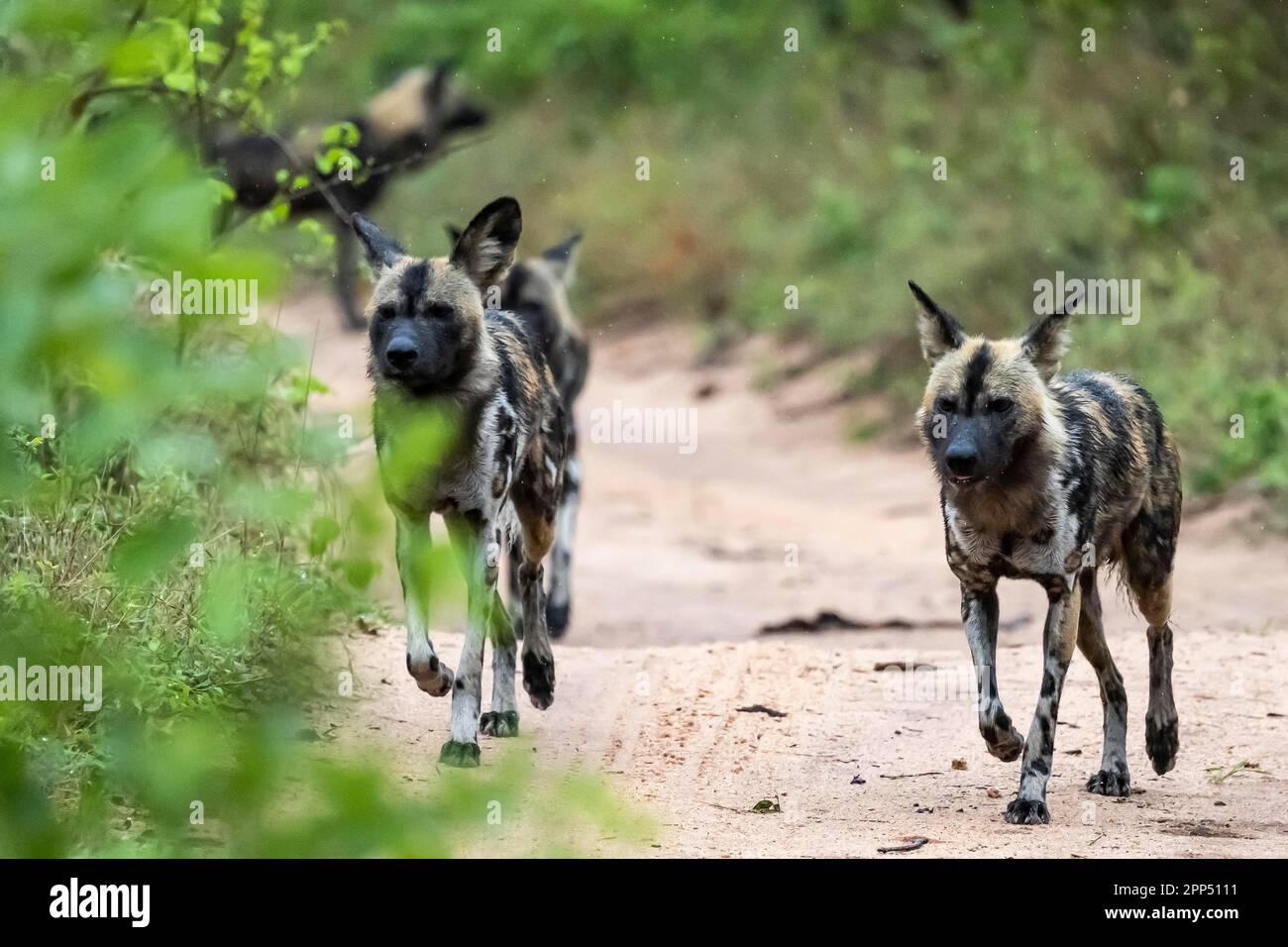 African wild dogs (Lycaon pictus), Inyati Game Reserve, Kruger National ...