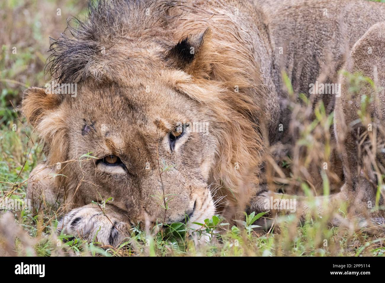 Lion (Panthera leo), Inyati Game Reserve, Kruger National Park ...