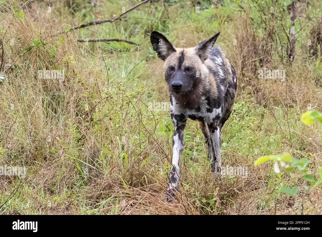 African wild dog (Lycaon pictus), Inyati Game Reserve, Kruger National ...