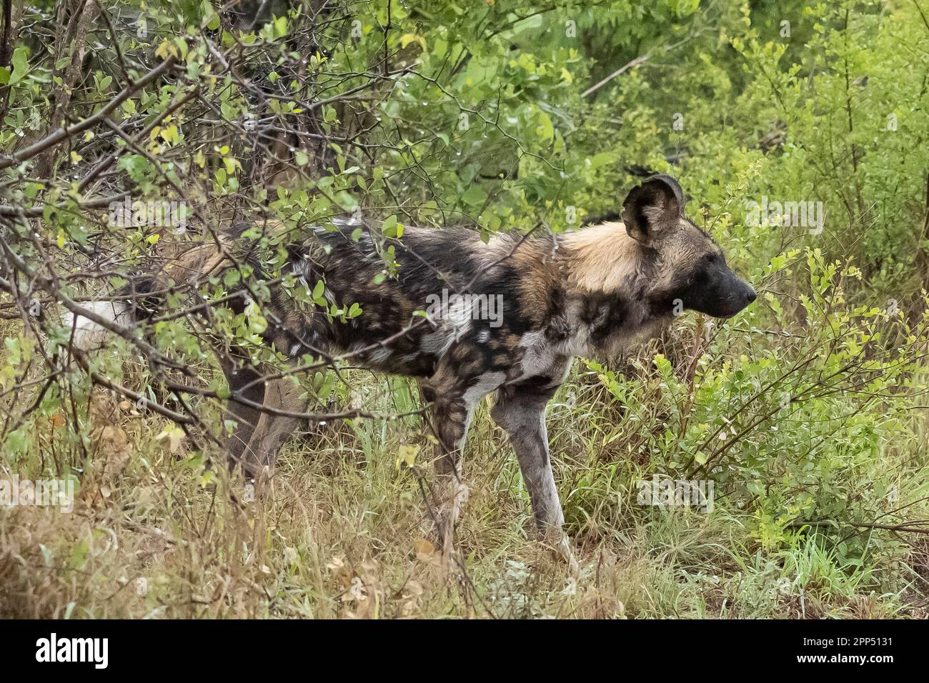 African wild dog (Lycaon pictus), Inyati Game Reserve, Kruger National ...