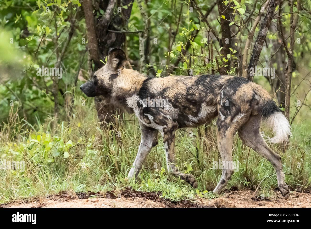 African wild dog (Lycaon pictus), Inyati Game Reserve, Kruger National ...
