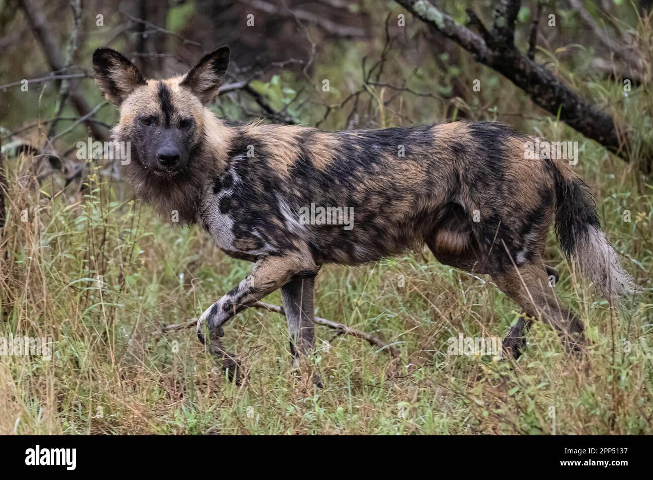 African wild dog (Lycaon pictus), Inyati Game Reserve, Kruger National ...