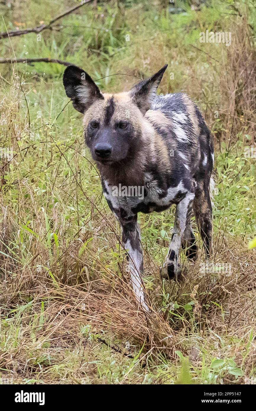 African wild dog (Lycaon pictus), Inyati Game Reserve, Kruger National ...