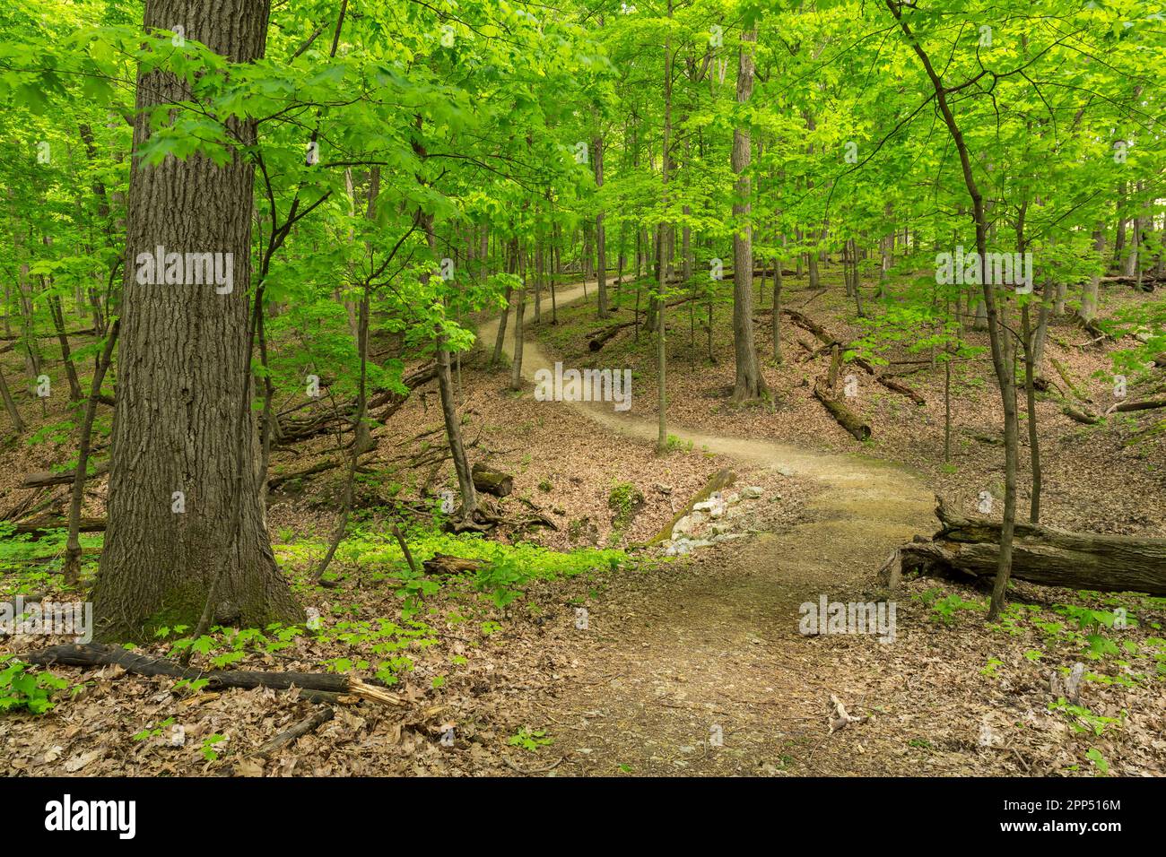 A hiking trail in the woods during spring Stock Photo - Alamy