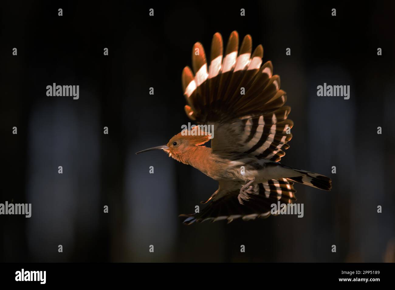 Hoopoe (Upupa epops) flying with black background and backlight, Bird ...