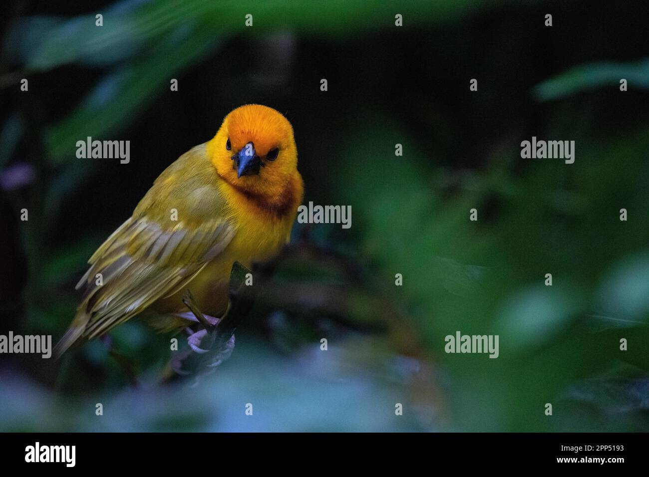 Yellow weaver bird, ploceidea, Mombasa, Kenya Stock Photo - Alamy