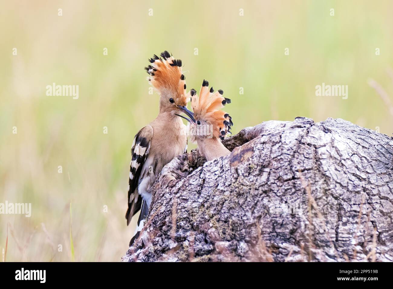 Hoopoe (Upupa epops) male with food for the young birds, breeding ...