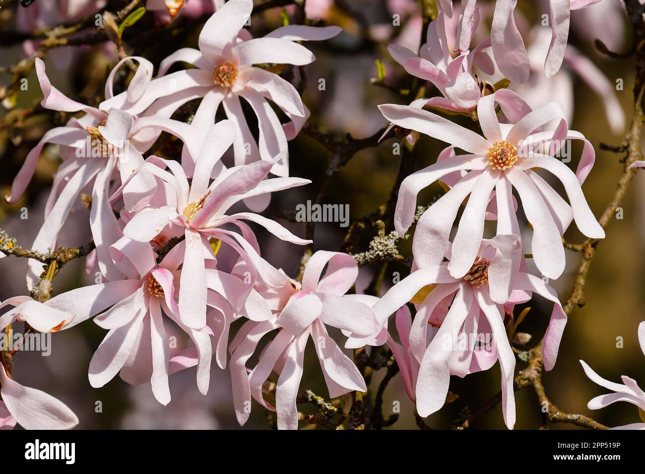 Magnolia (Magnolia x loebneri cultivar Leonhard Messel), Loebner ...
