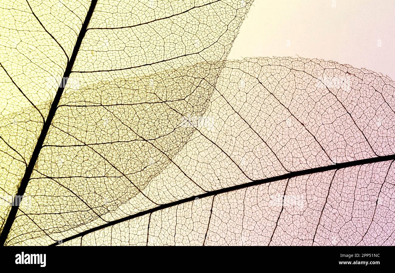 Translucent animal hi-res stock photography and images - Alamy