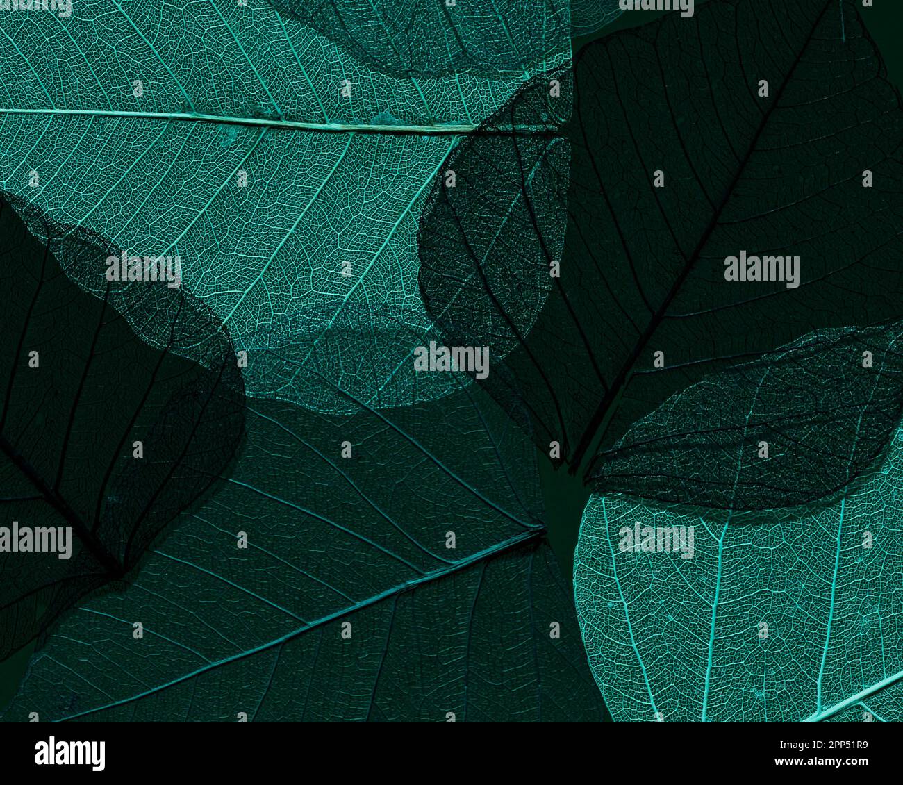 Beautiful detailed hi-res stock photography and images - Alamy