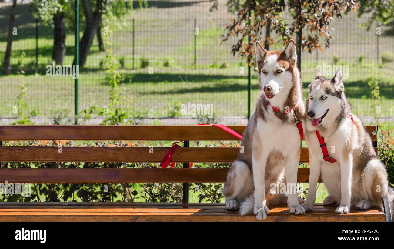 Two husky dogs bench park with copy space Stock Photo - Alamy